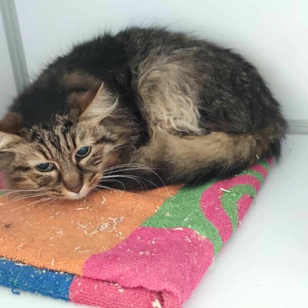 Chats à l’adoption – Société Carcassonnaise de Protection Animale – SCPA